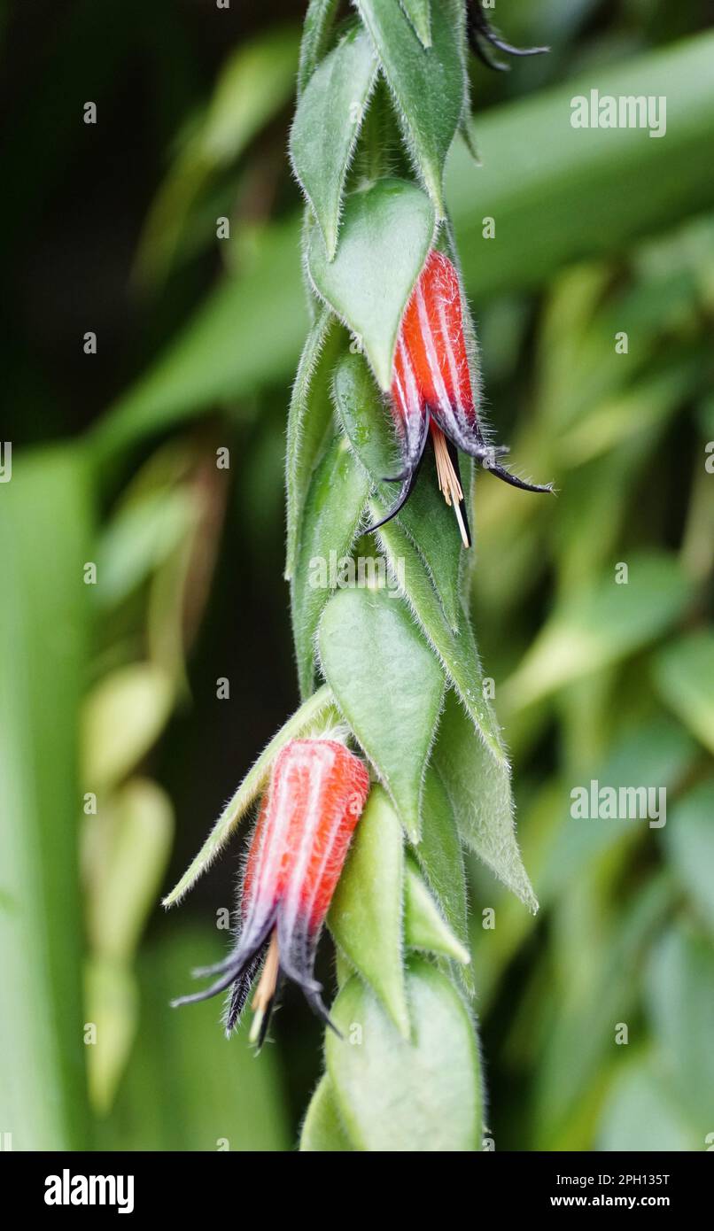 Tiny leaves and red flowers of Ceratostema Villosa Stock Photo - Alamy