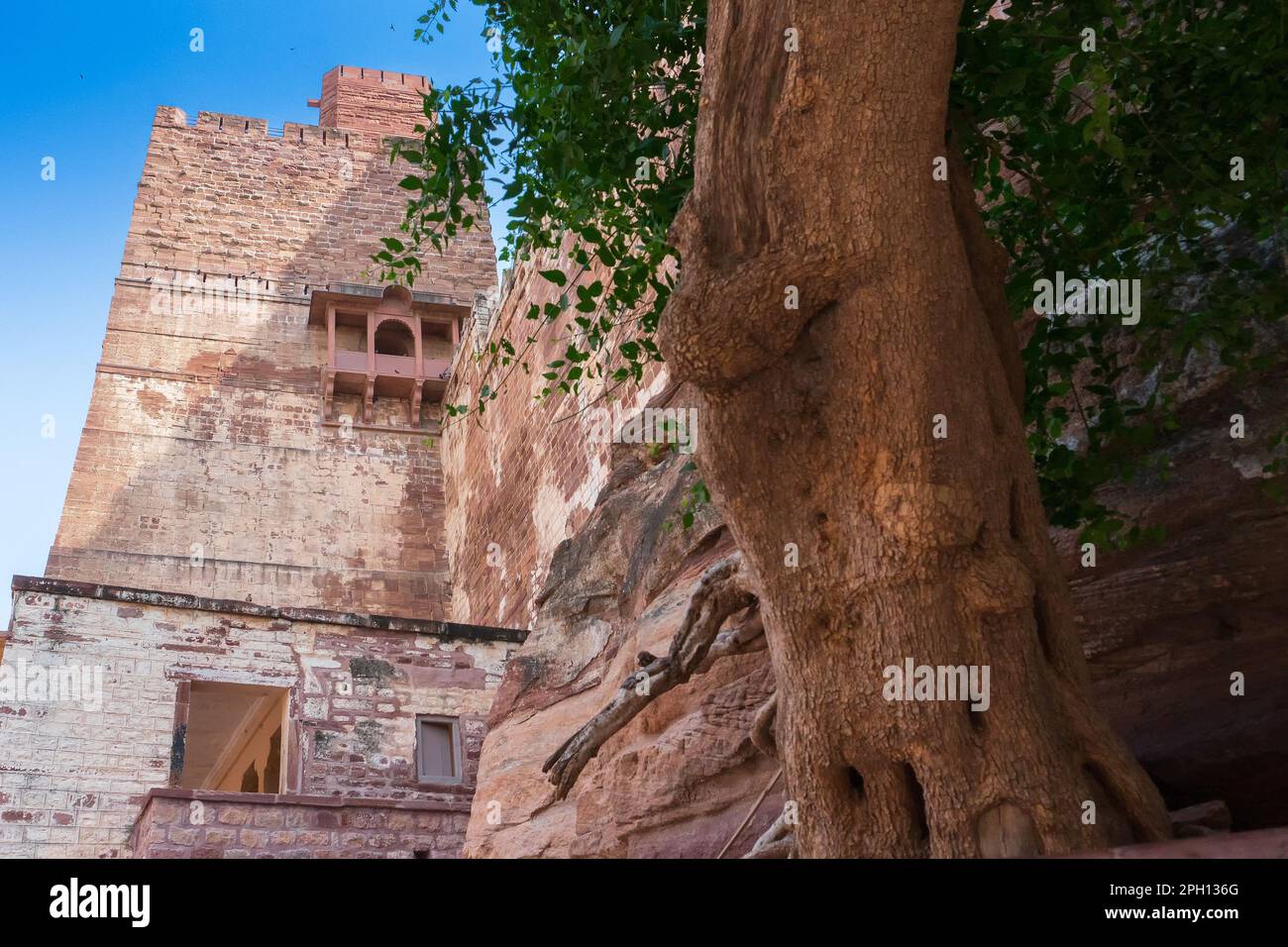 Ancient old tree and Jharokha, stone window projecting from the wall ...