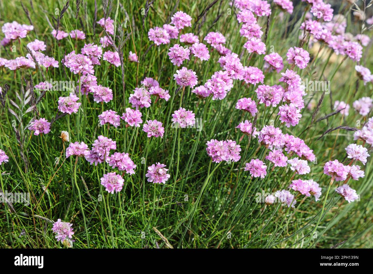 Pink Thrift at Hannafore, West Looe Cornwall. The pretty pink flower is ...