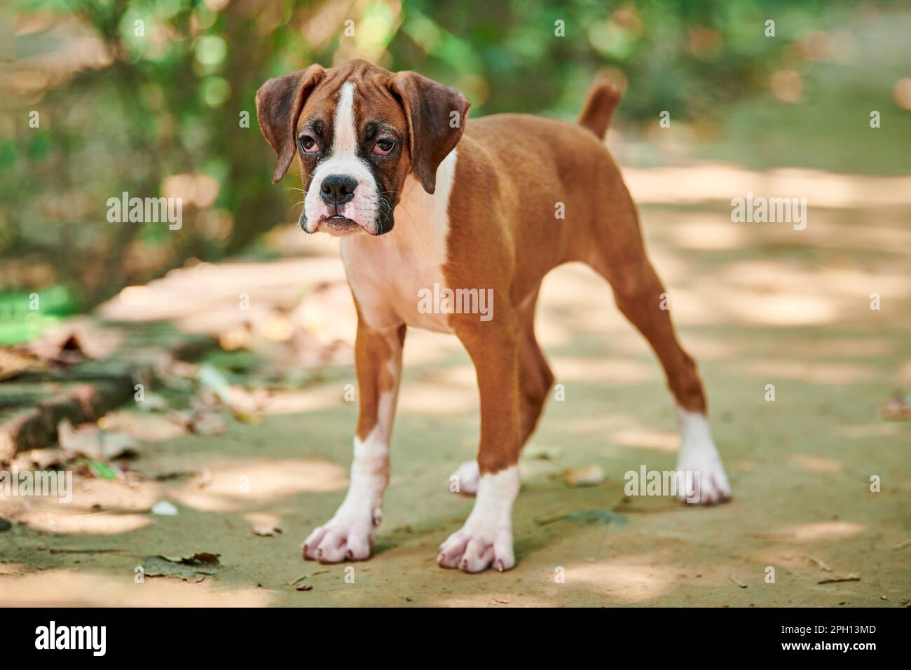 Boxer dog puppy full height portrait at outdoor park walking, green ...