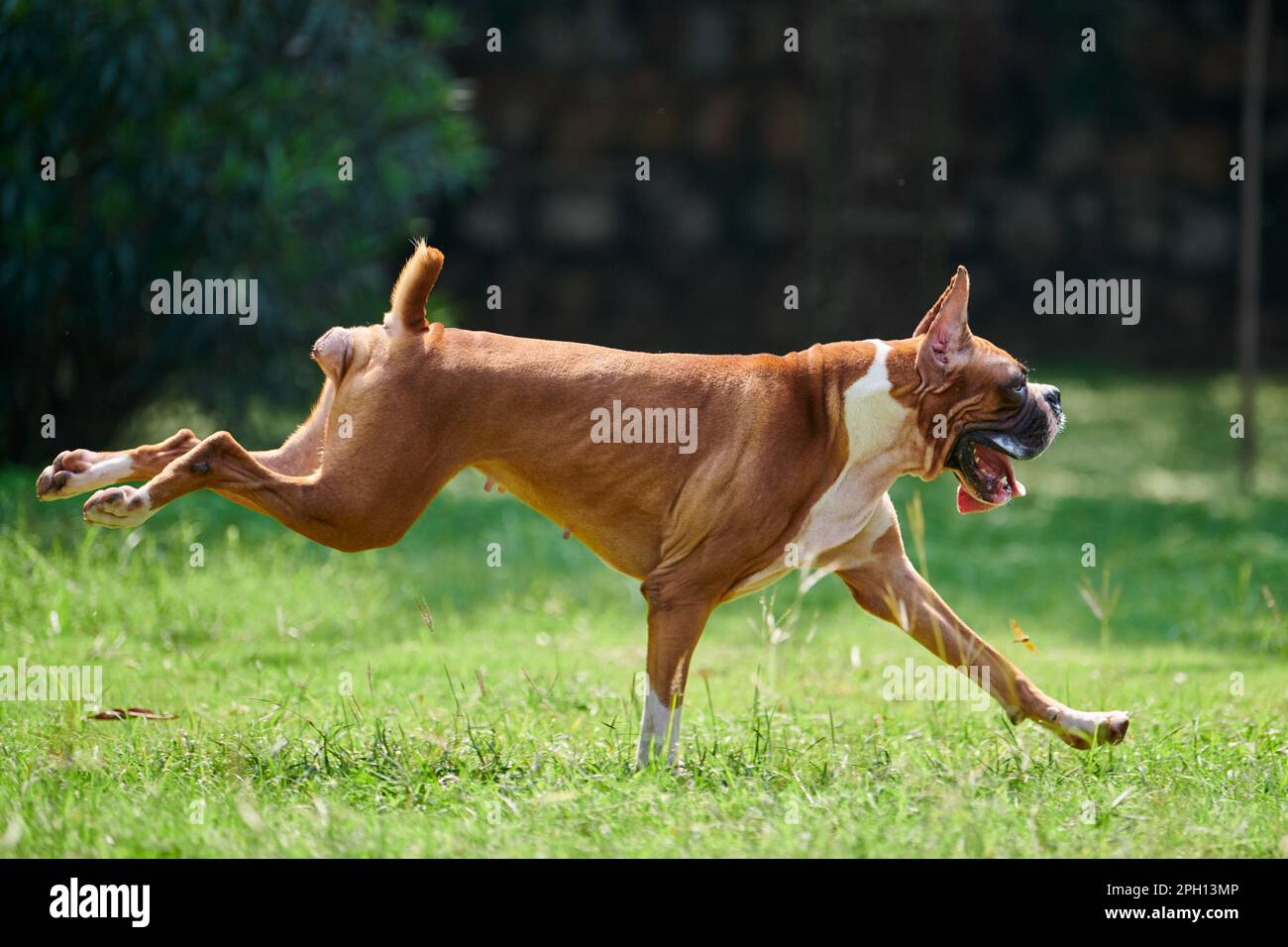 Boxer dog runs on green grass summer lawn outdoor park walking with ...