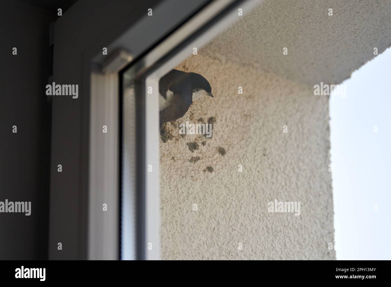 Common house martin bird behind window begins to build nest from mud ...