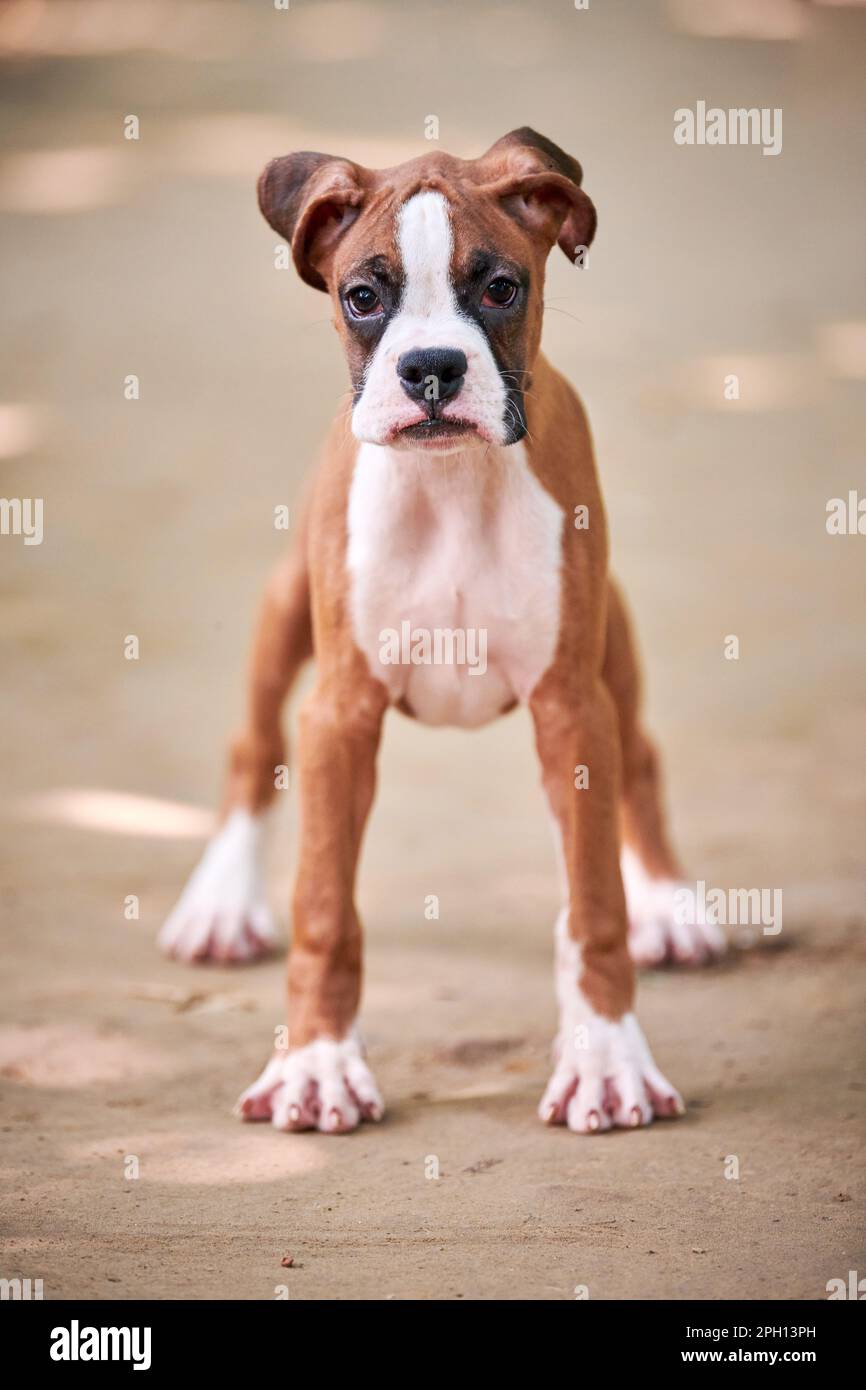Boxer dog puppy full height portrait at outdoor park walking, footpath ...