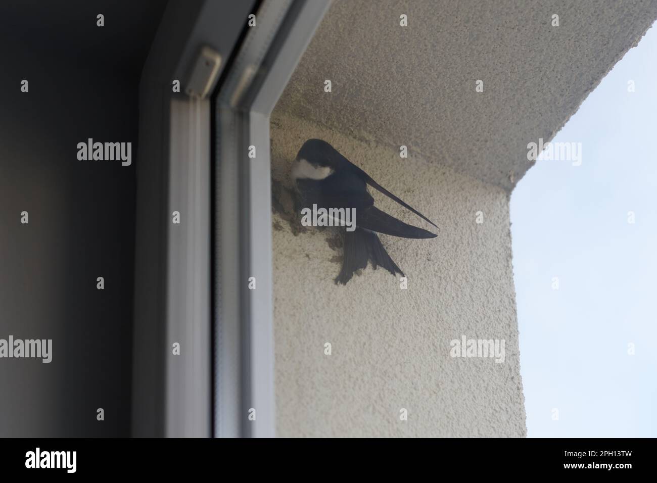 Common house martin bird behind window begins to build nest from mud ...