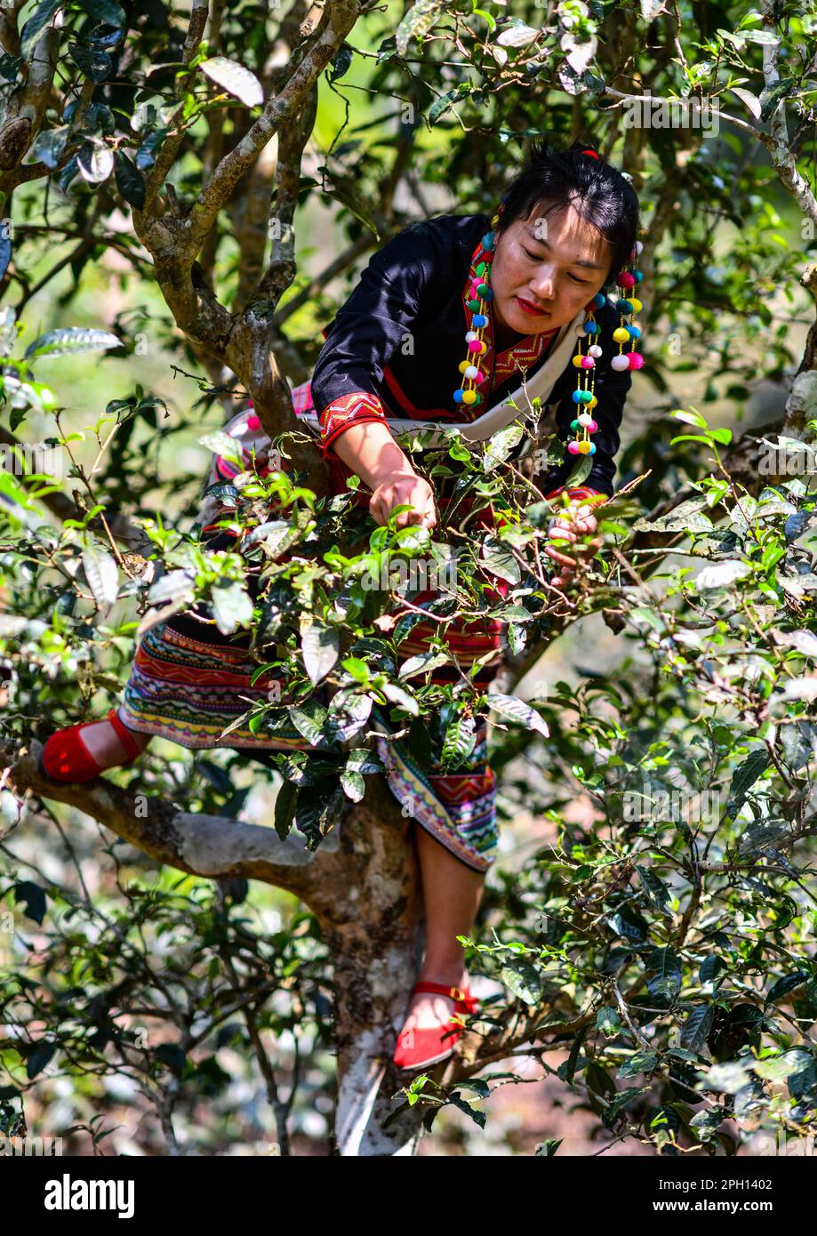 Lancang, China's Yunnan Province. 25th Mar, 2023. A farmer picks tea ...
