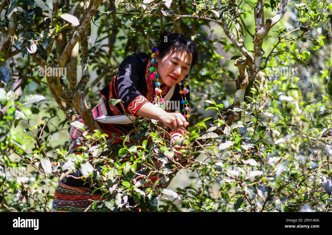 Lancang, China's Yunnan Province. 25th Mar, 2023. A farmer picks tea ...