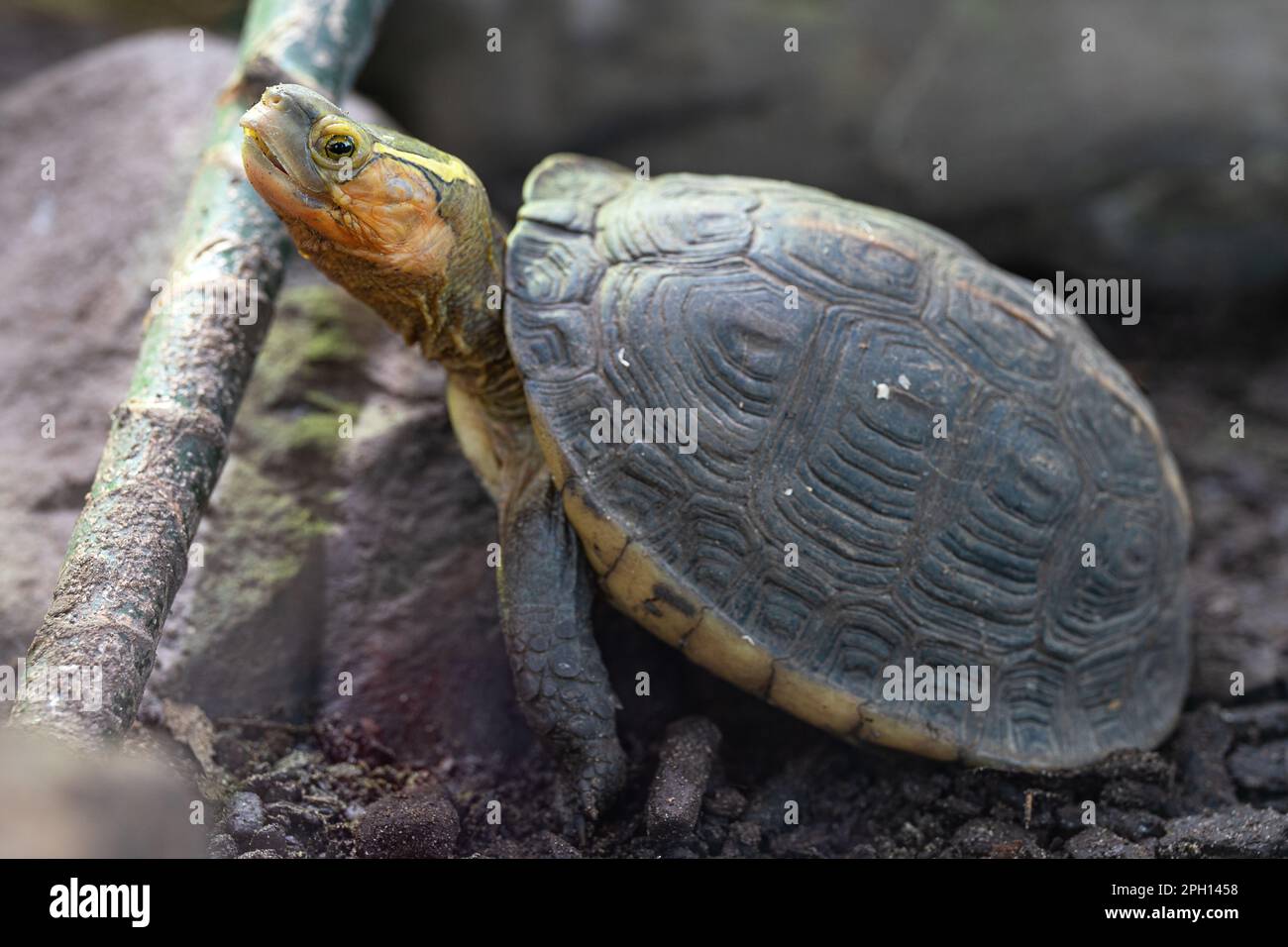 Cuora flavomarginata hi-res stock photography and images - Alamy
