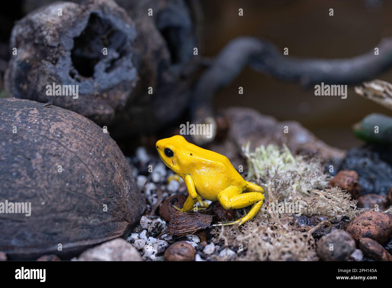 Golden dart frogs hi-res stock photography and images - Alamy