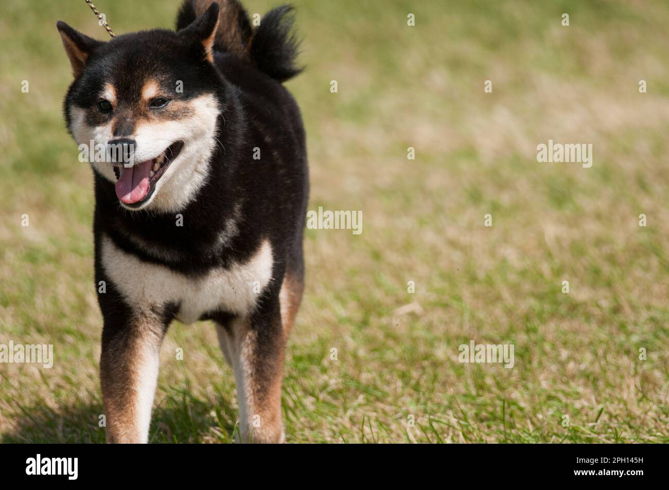 Shiba Inu walking towards camera at a dog show in New York Stock Photo ...