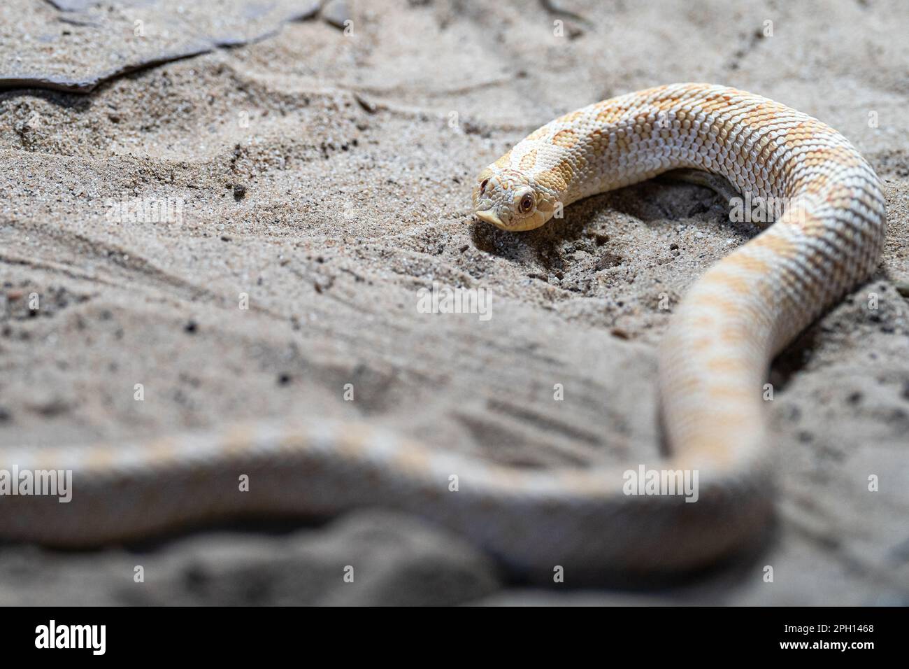 Close-up image of Texas hog-nosed snake (Heterodon nasicus Stock Photo ...