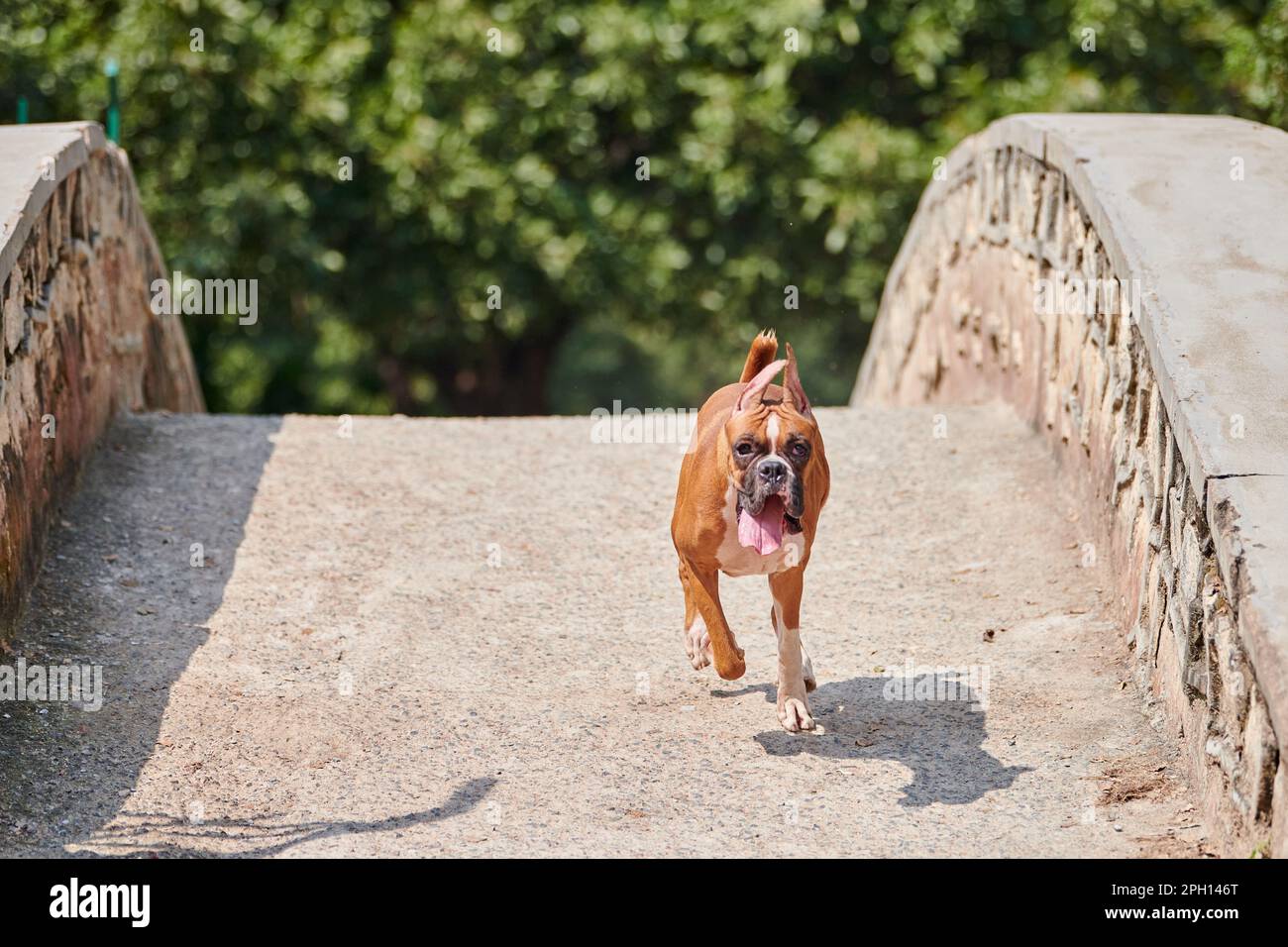 Boxer dog running to owner on outdoor park bridge, walking with adult ...