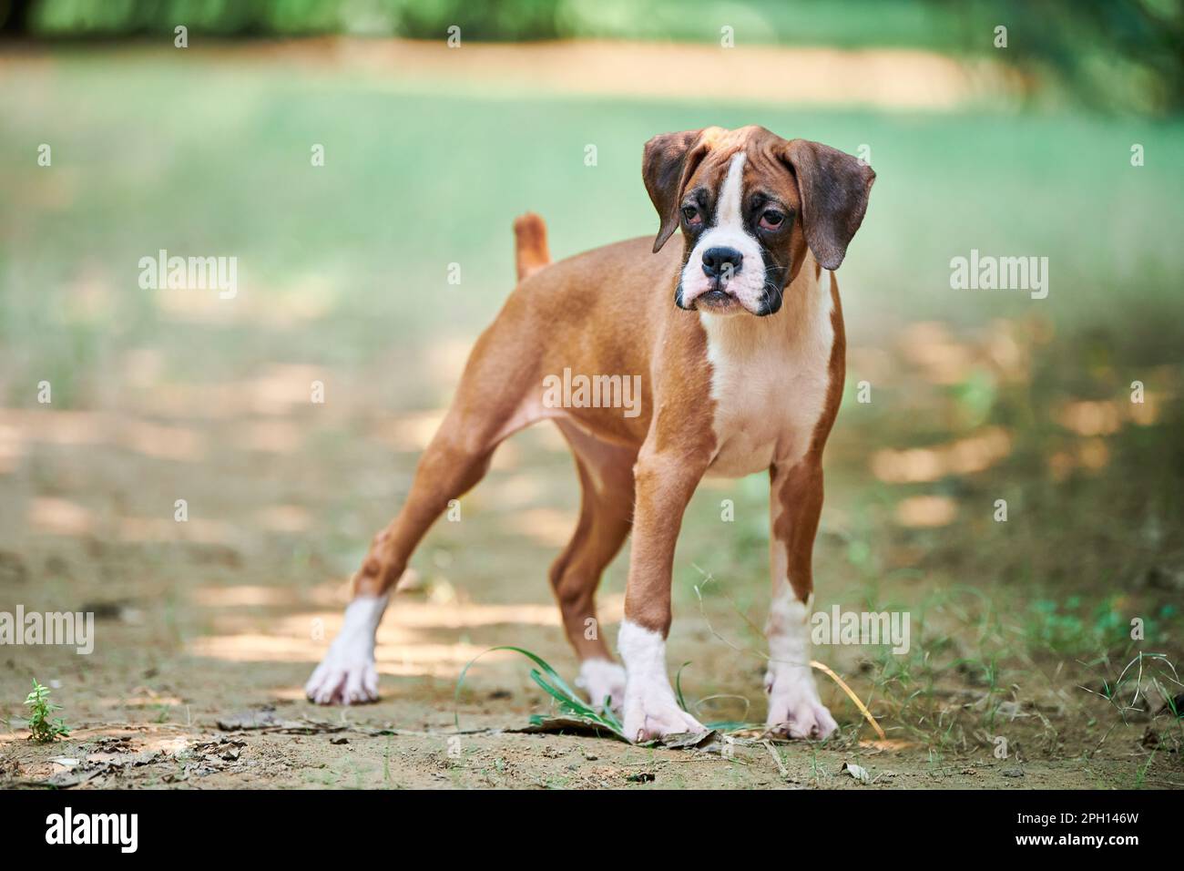 Boxer dog puppy full height portrait at outdoor park walking, green ...