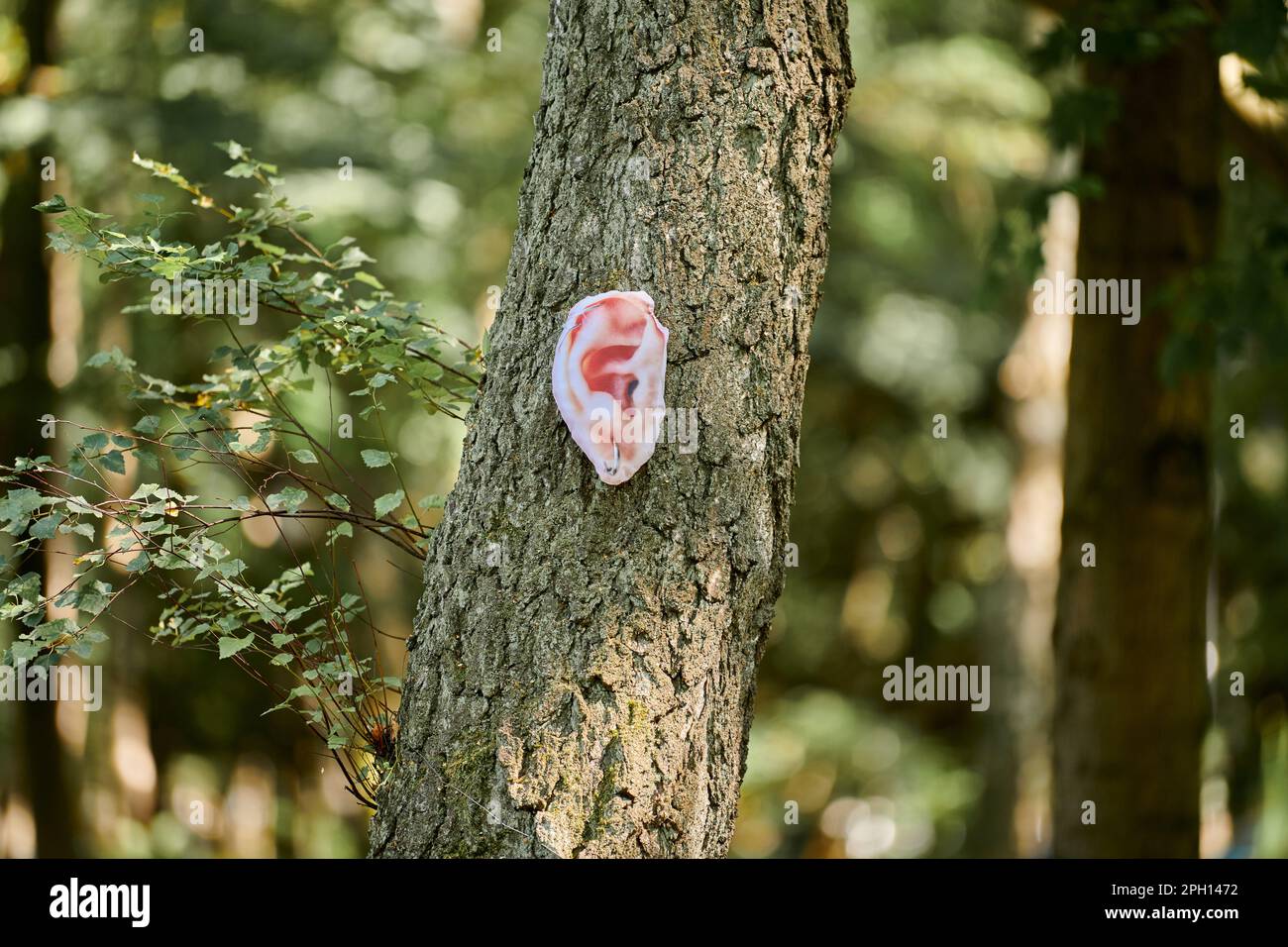 Art object of human ear on tree trunk in green forest background, trees ...