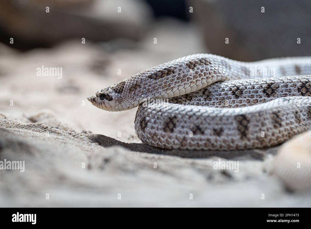 Close-up image of Texas hog-nosed snake (Heterodon nasicus Stock Photo ...