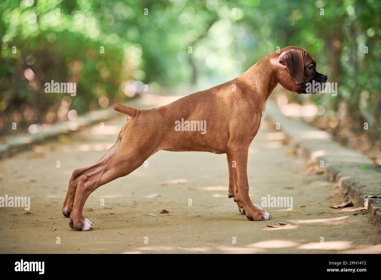 Boxer dog puppy full height side view portrait at outdoor park walking, green grass background ...