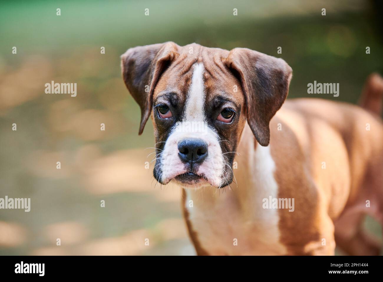 Boxer dog puppy face close up at outdoor park walking, green grass ...