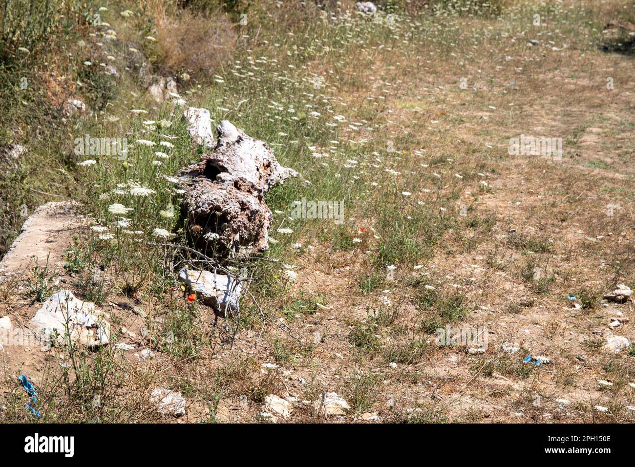 Barren flower hi-res stock photography and images - Alamy