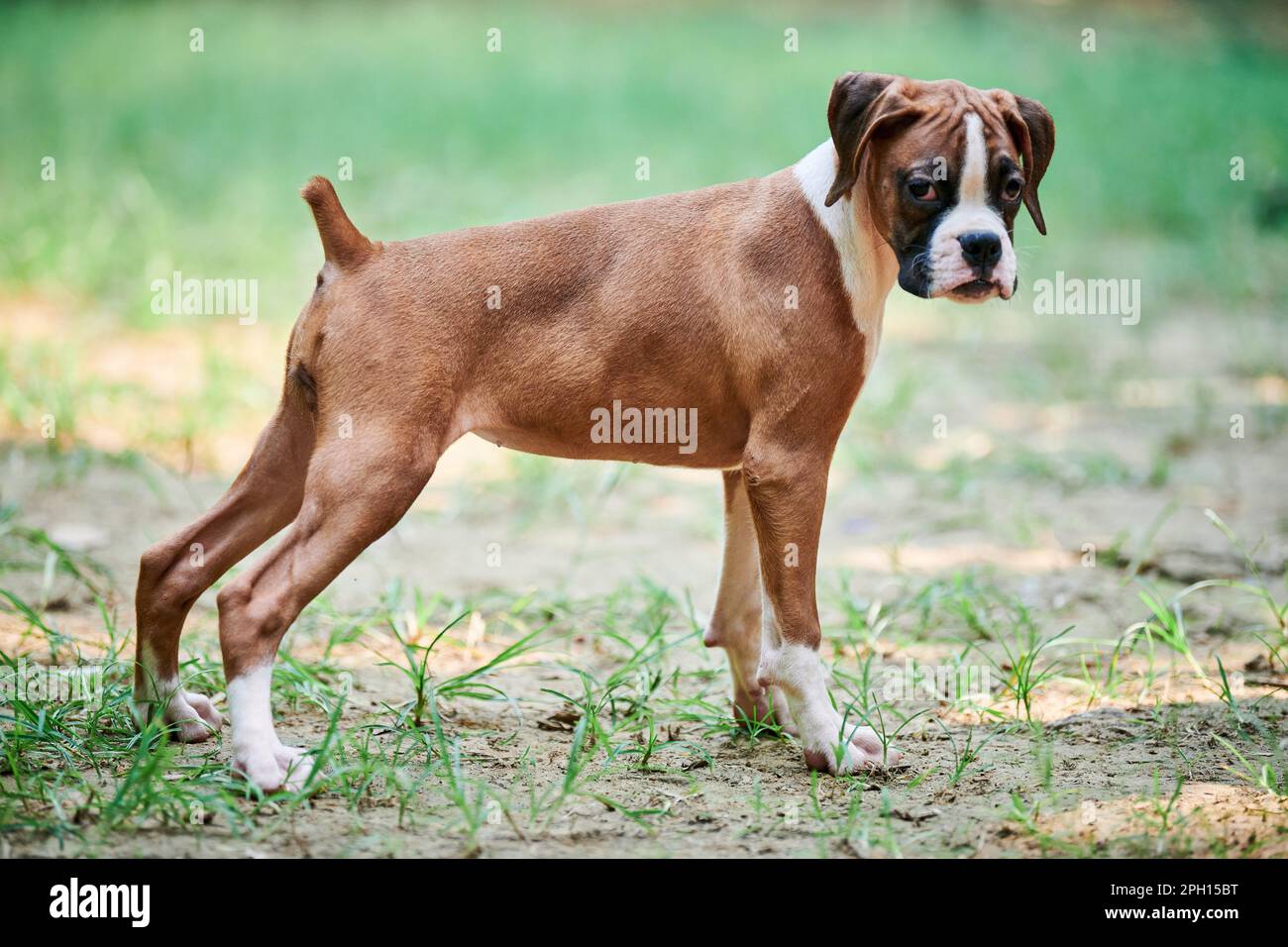 Boxer dog puppy full height side view portrait at outdoor park walking, green grass background ...