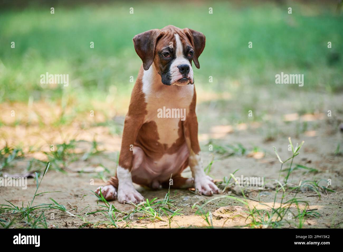 Boxer dog puppy full height portrait at outdoor park walking, green ...