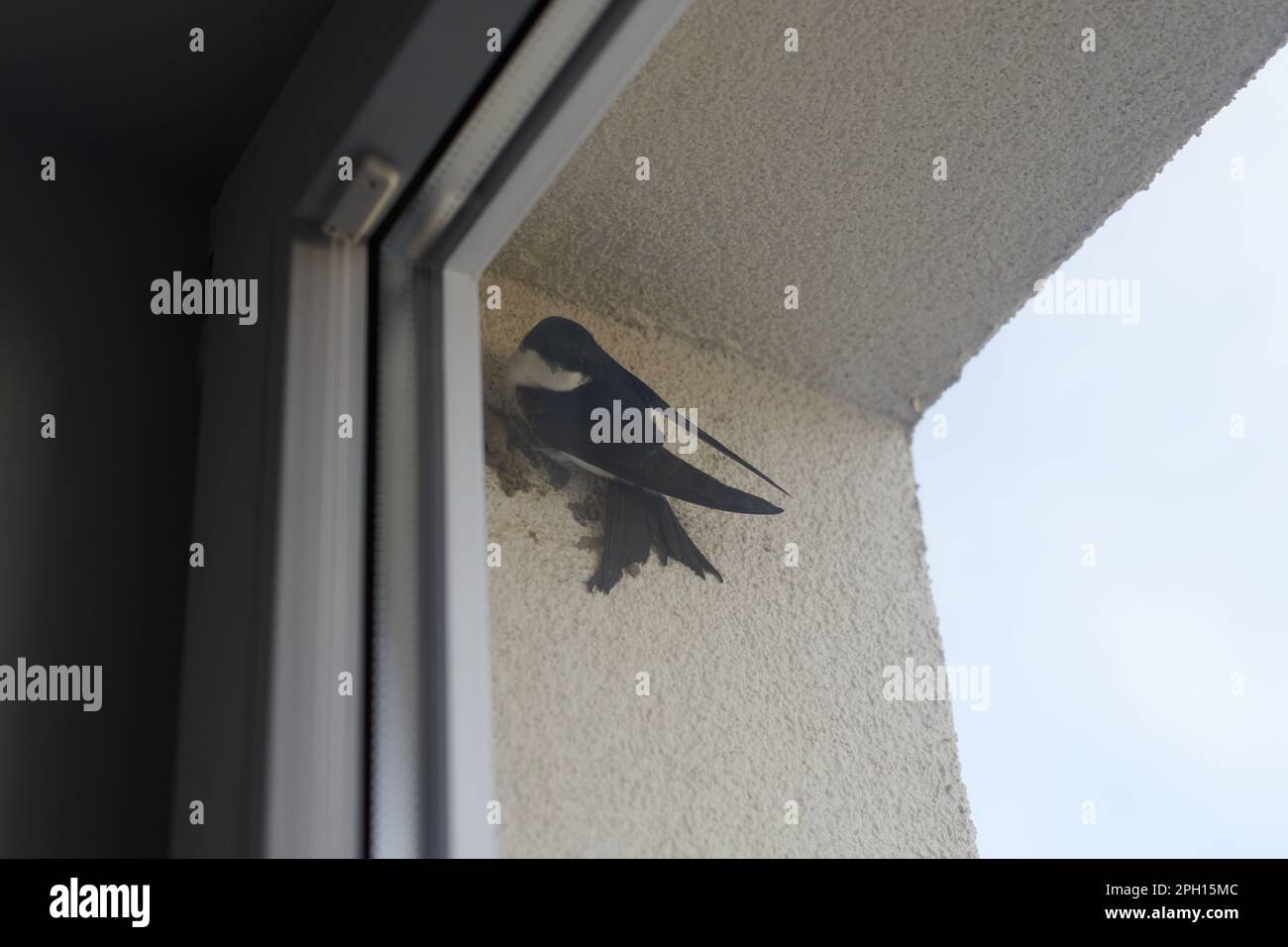 Common house martin bird behind window begins to build nest from mud ...