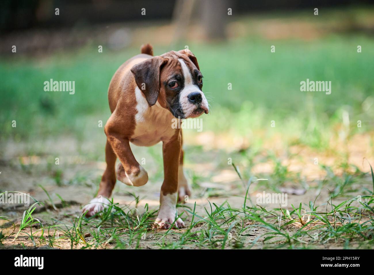 Boxer dog puppy full height portrait at outdoor park walking, green ...