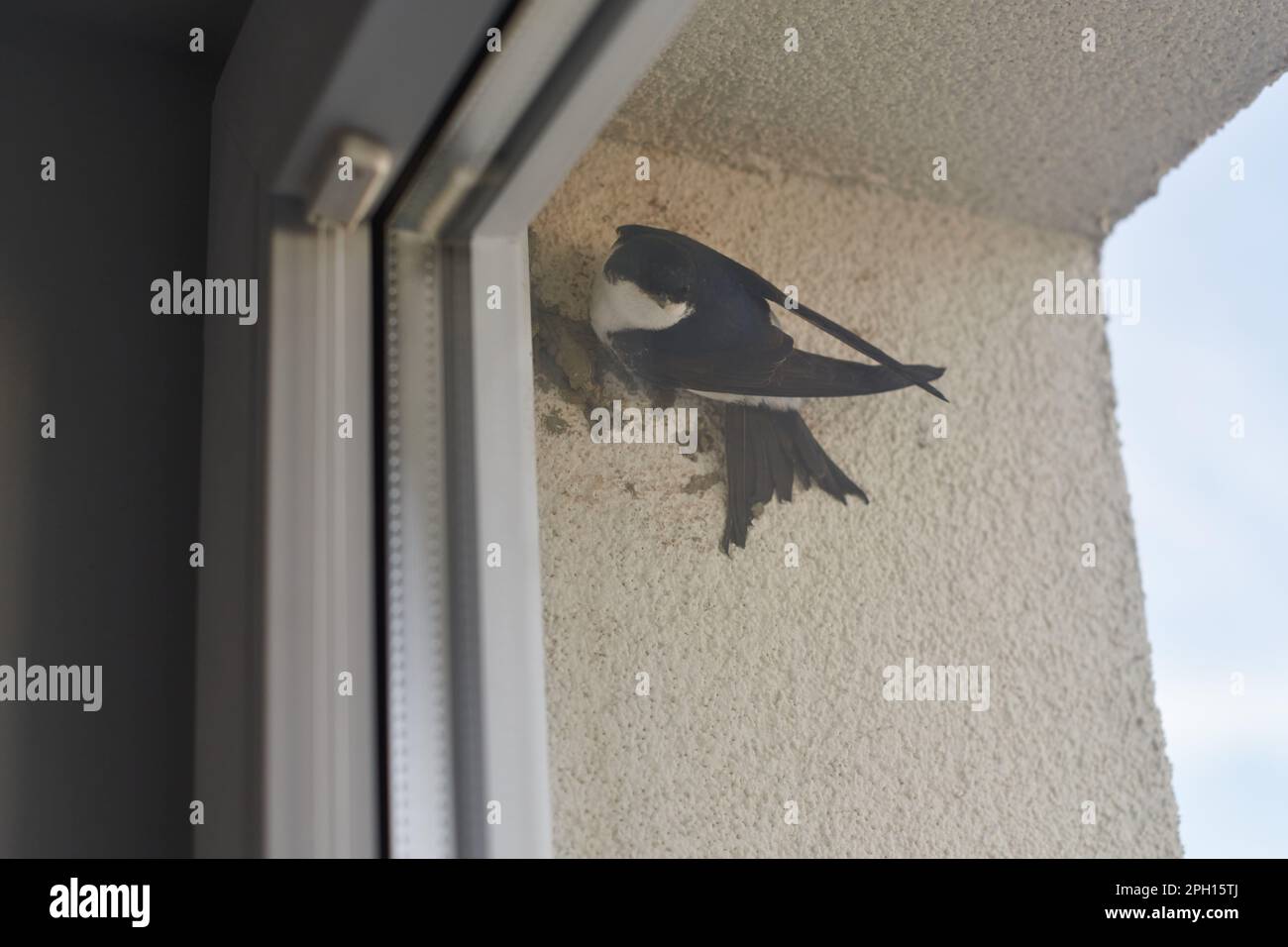 Common house martin bird behind window begins to build nest from mud ...