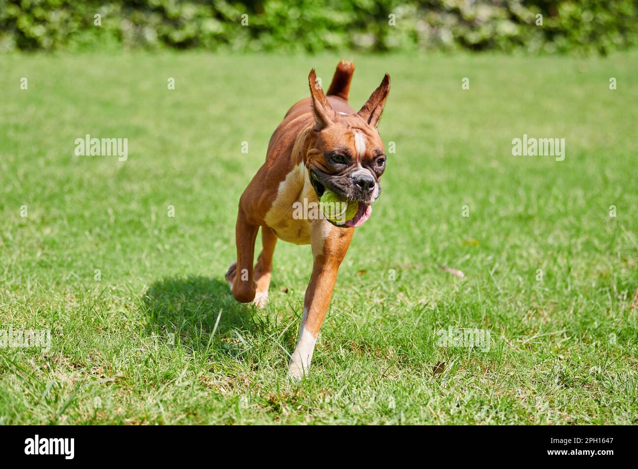 Boxer dog runs on green grass summer lawn outdoor park walking with ...