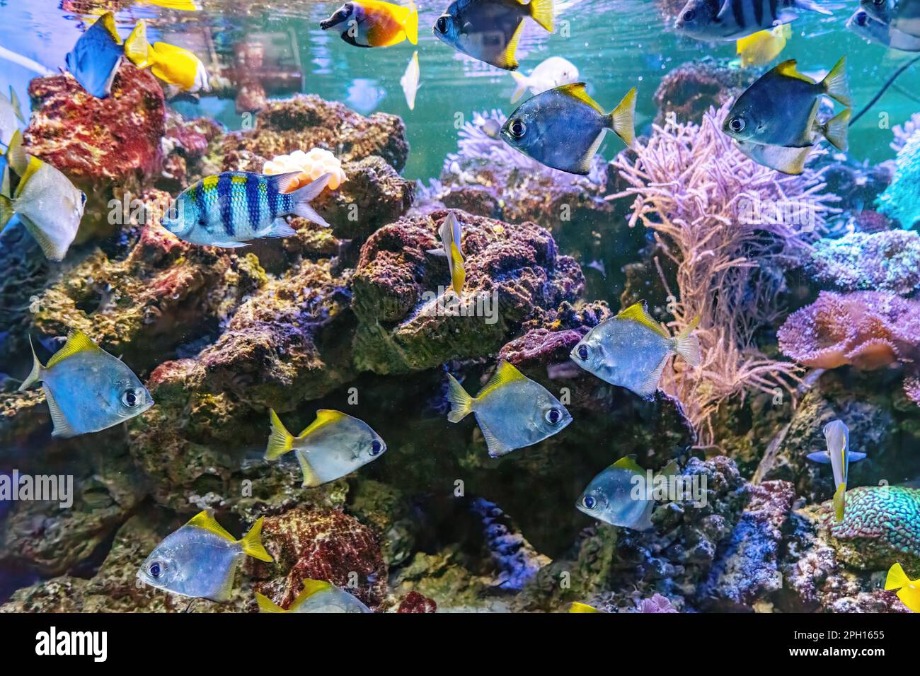 Monodactylus argenteus, silver moonyfish, silver moony, butter bream ...