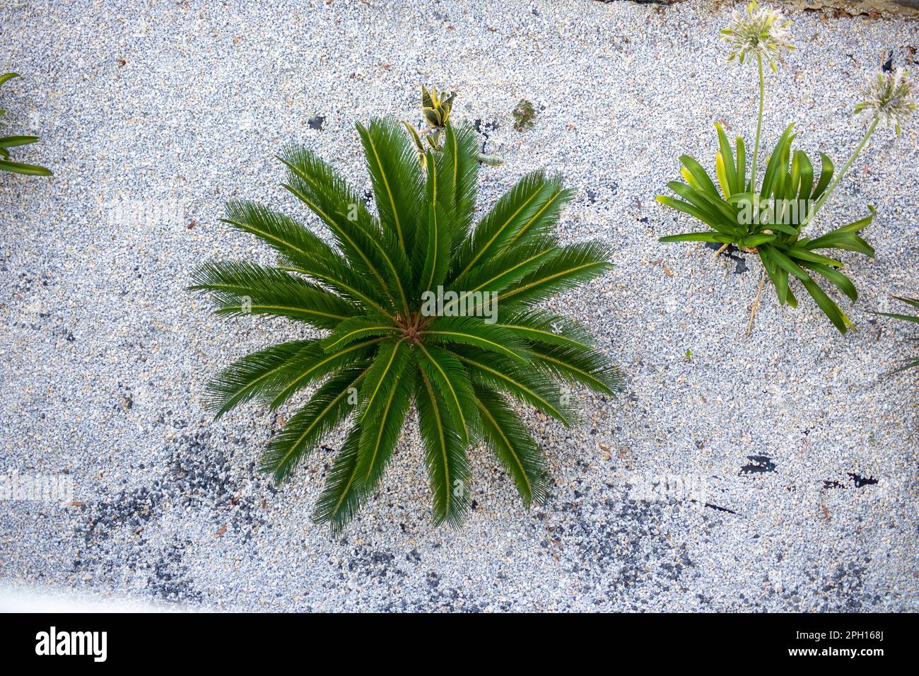 Small palm tree in the rock garden. High quality photo Stock Photo - Alamy