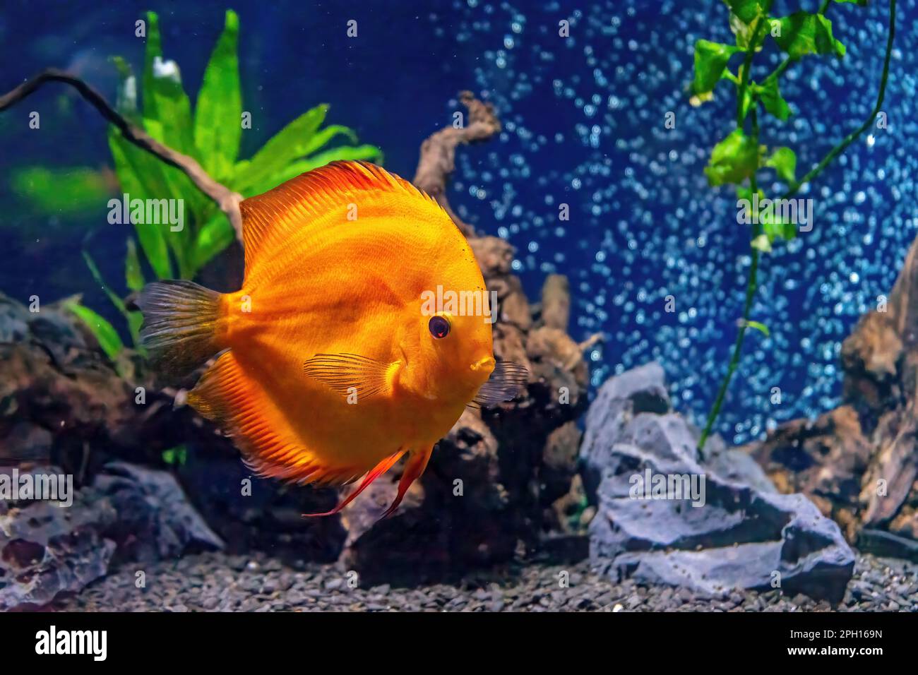 Beautiful bright yellow fish in the aquarium, Symphysodon discus ...