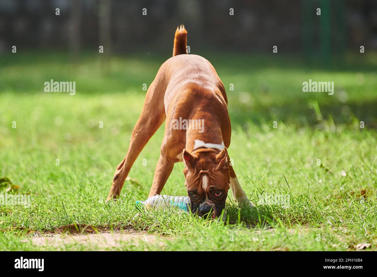 Adult boxer dog playing with empty plastic bottle picked up garbage for ...