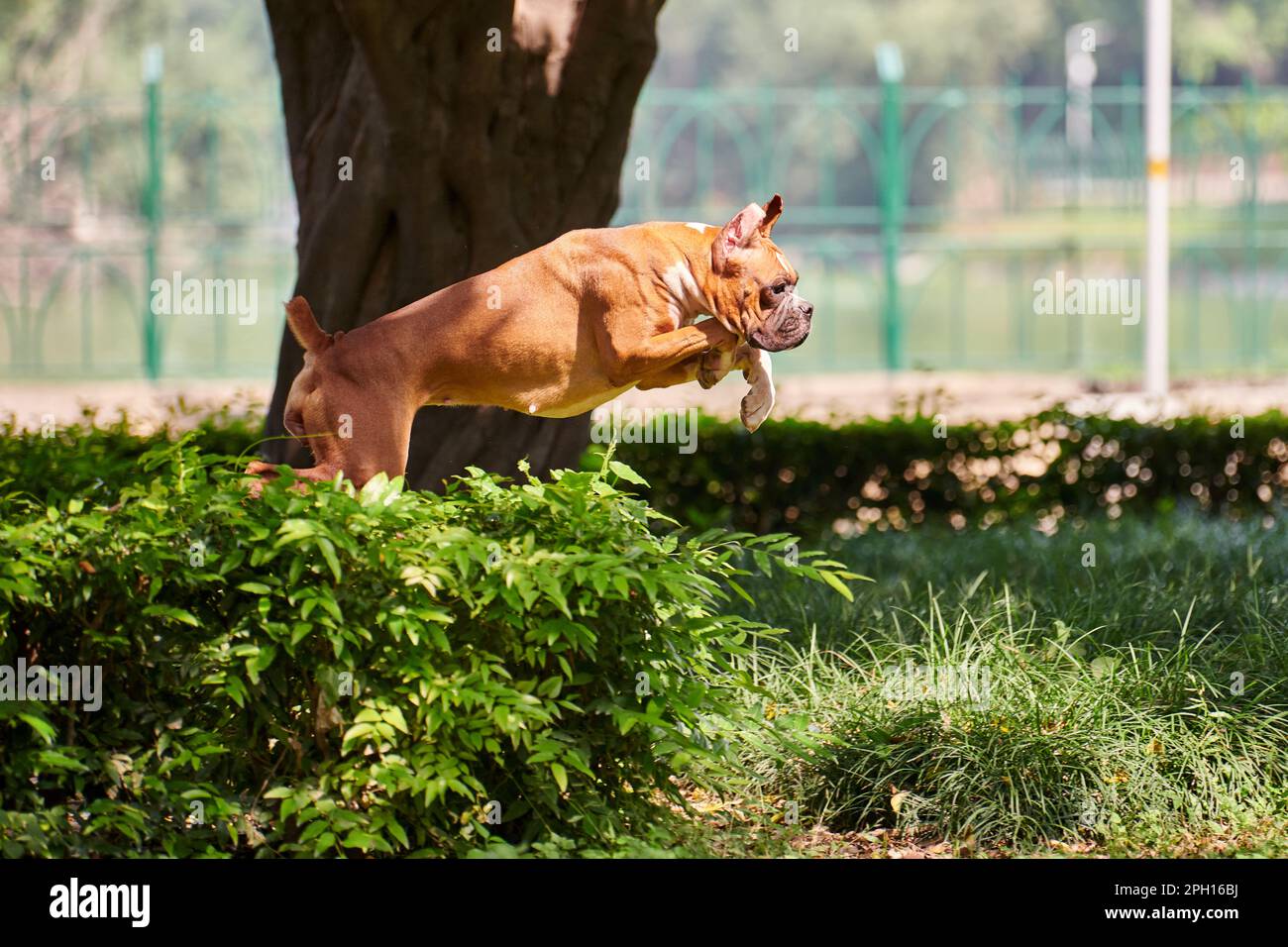 Boxer dog jumping over green bush in public park, outdoor walking with ...