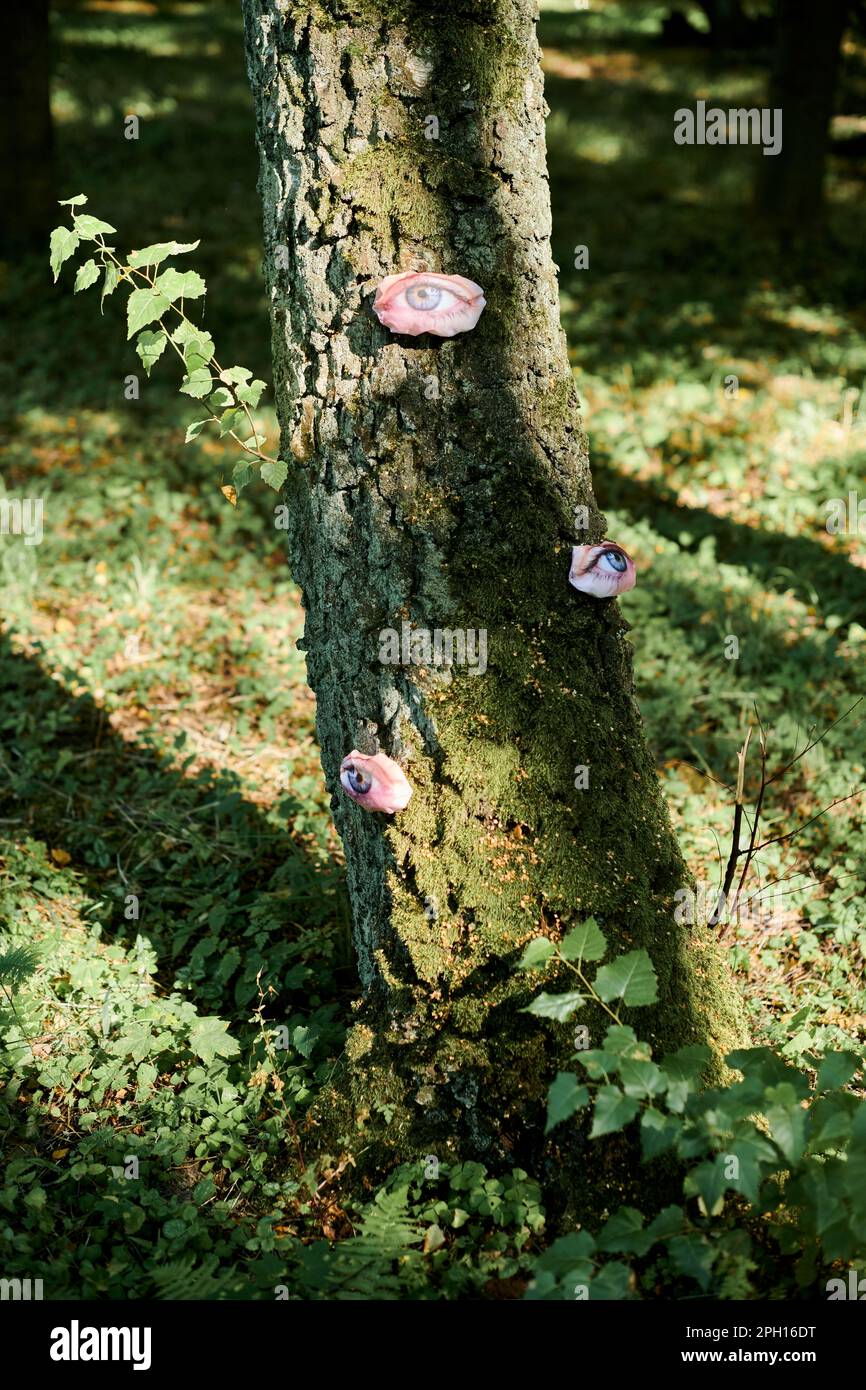 Art object of human eyes on tree trunk in green forest background ...