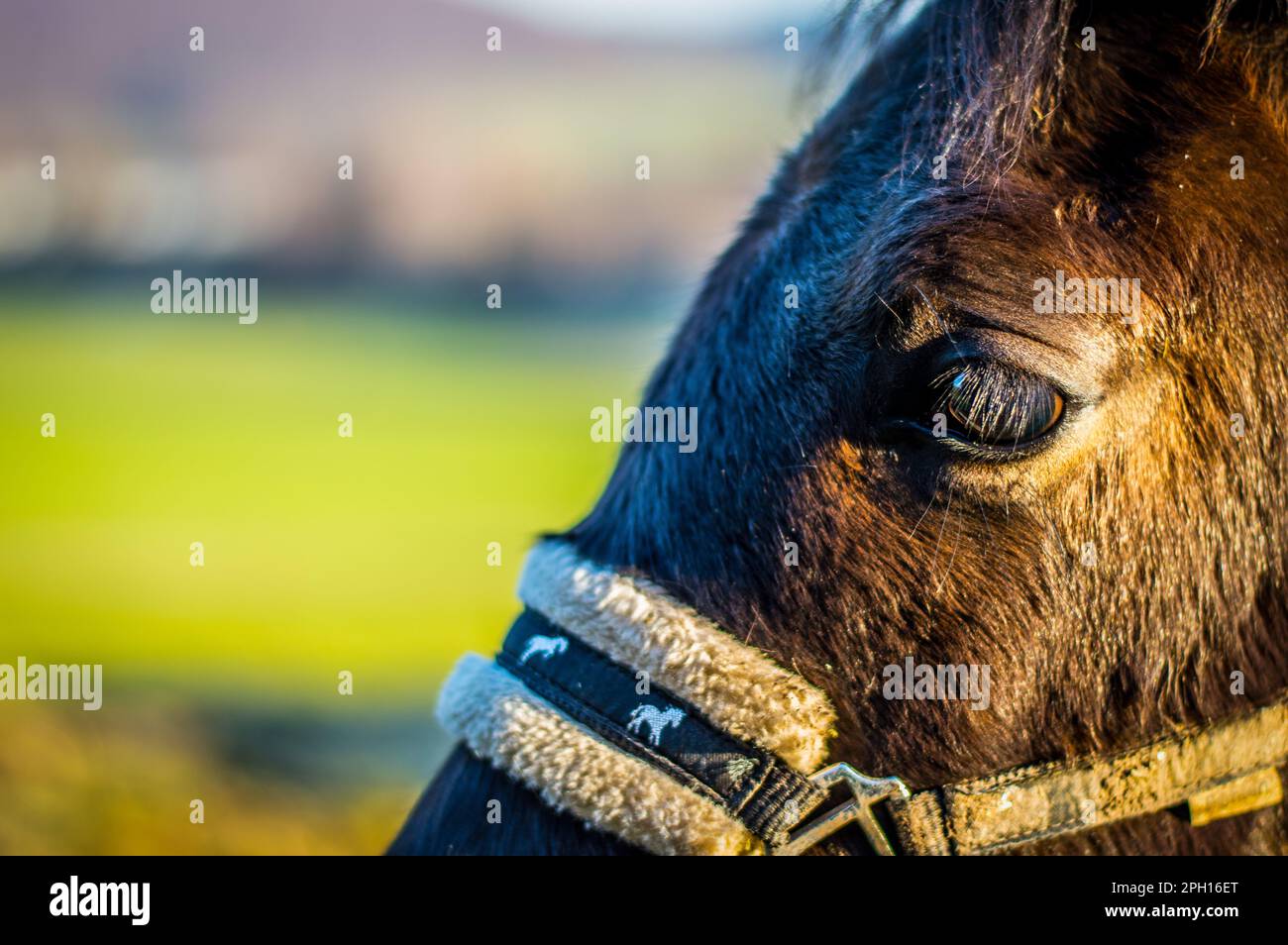 Inquisitively peering hi-res stock photography and images - Alamy