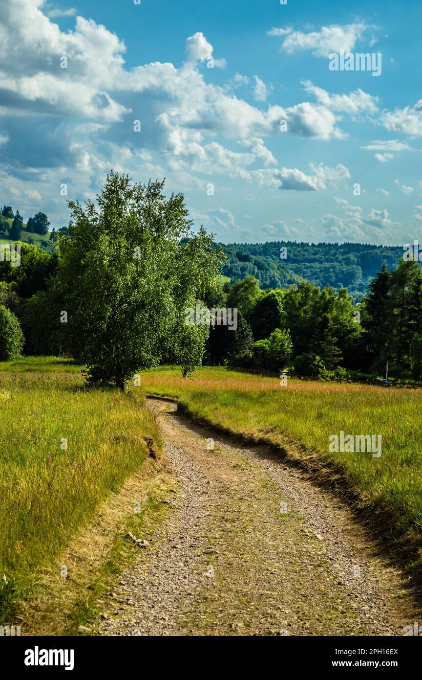 A sunlit grassy field with an abundance of trees and shrubbery ...