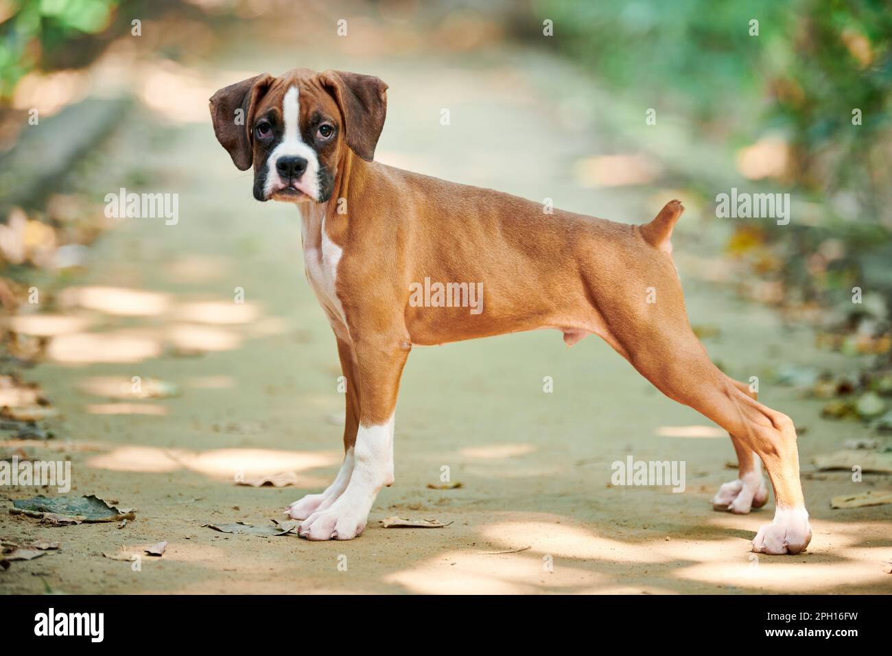 Boxer dog puppy full height side view portrait at outdoor park walking, green grass background ...
