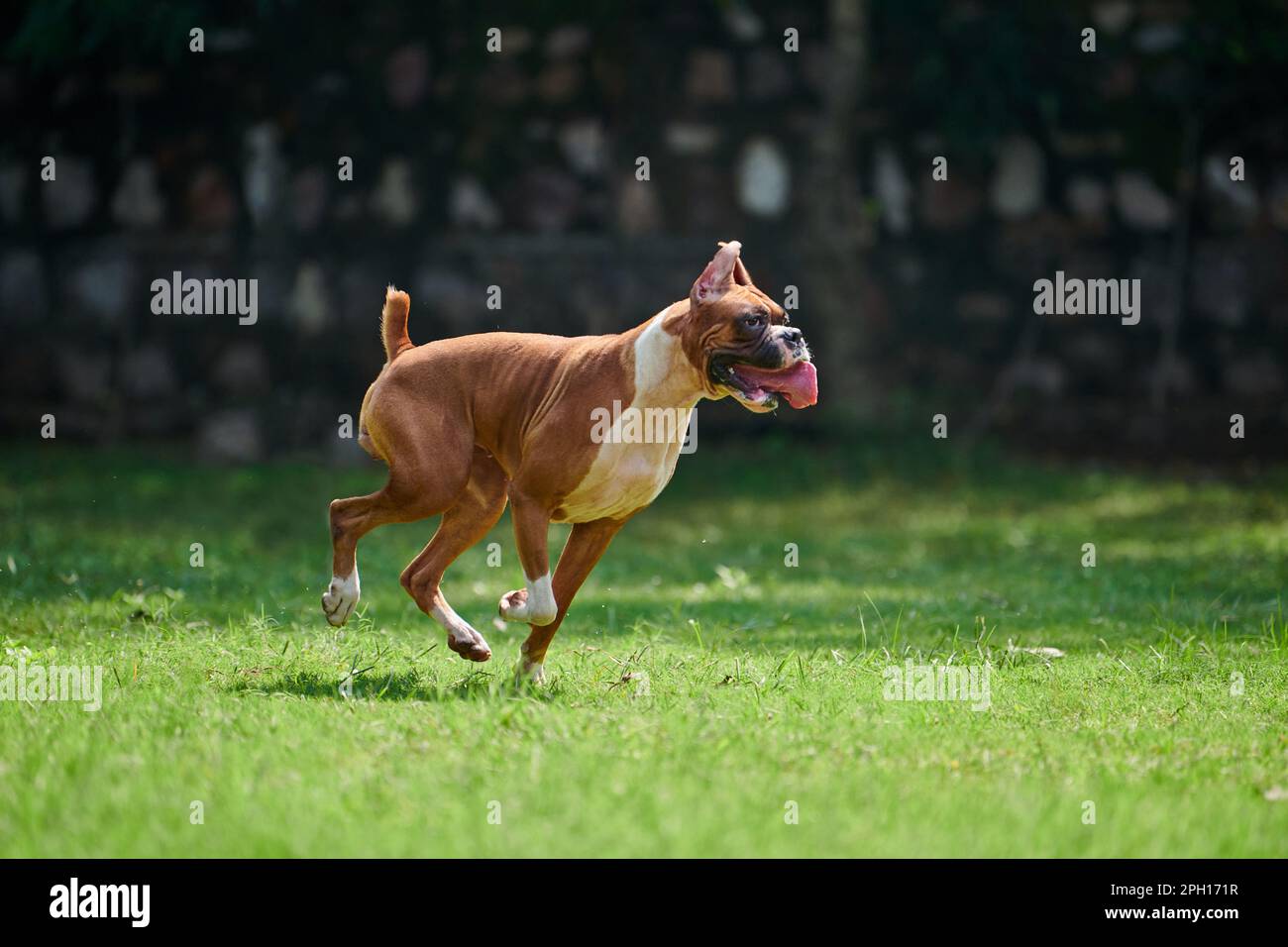 Boxer dog runs on green grass summer lawn outdoor park walking with ...