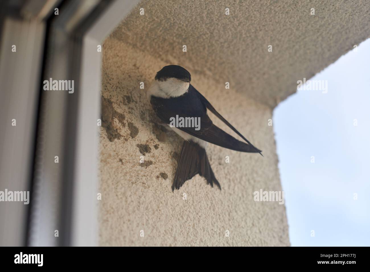 Common house martin bird behind window begins to build nest from mud ...