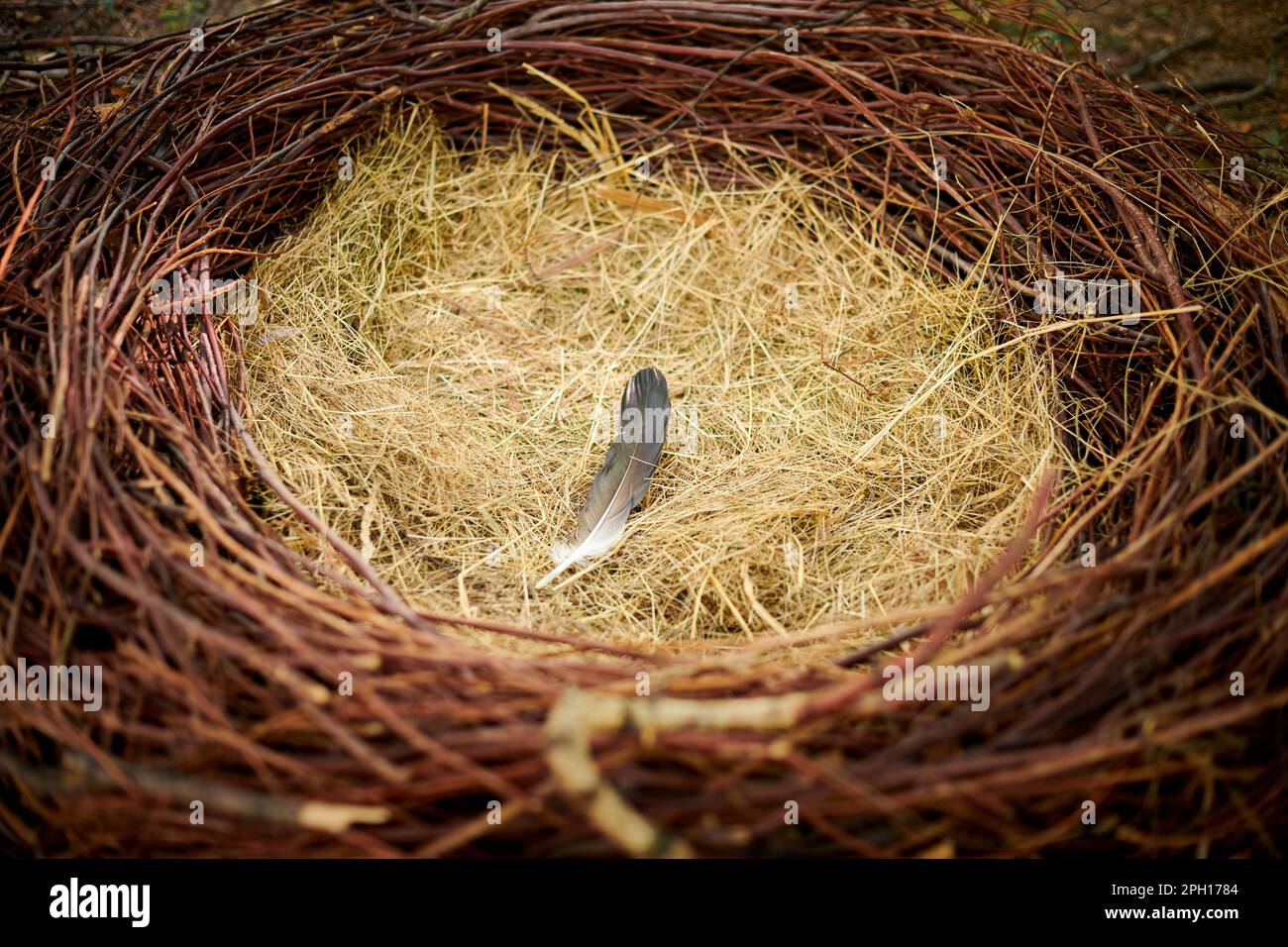 Bird nest with one feather on straw, empty abandoned bird nest made of ...