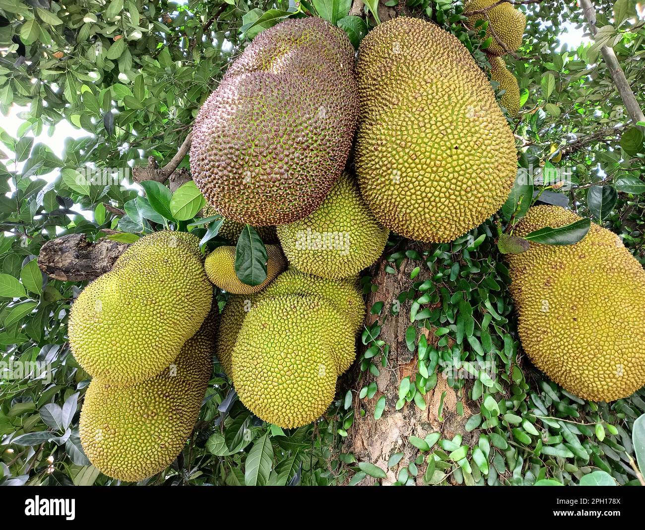 Jackfruit (Artocarpus heterophyllus) has a slightly prickly skin ...