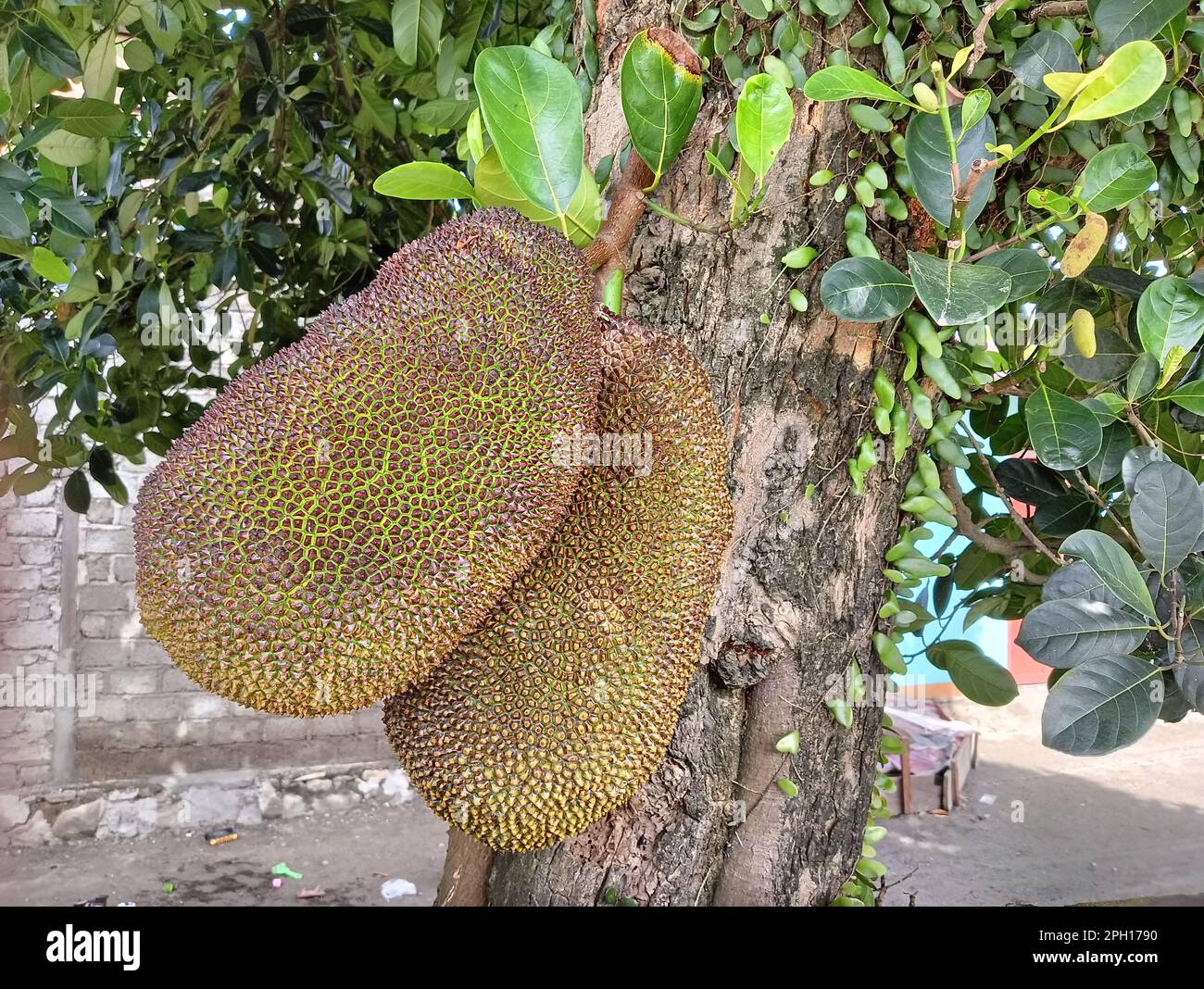 Jackfruit (Artocarpus heterophyllus) has a slightly prickly skin ...
