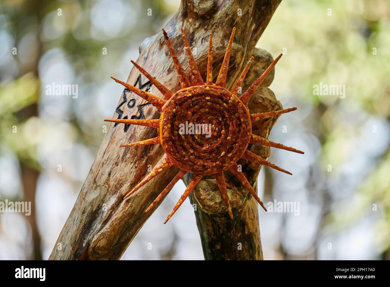 Amber Sun symbol on tree trunk on green forest background, decorative ...