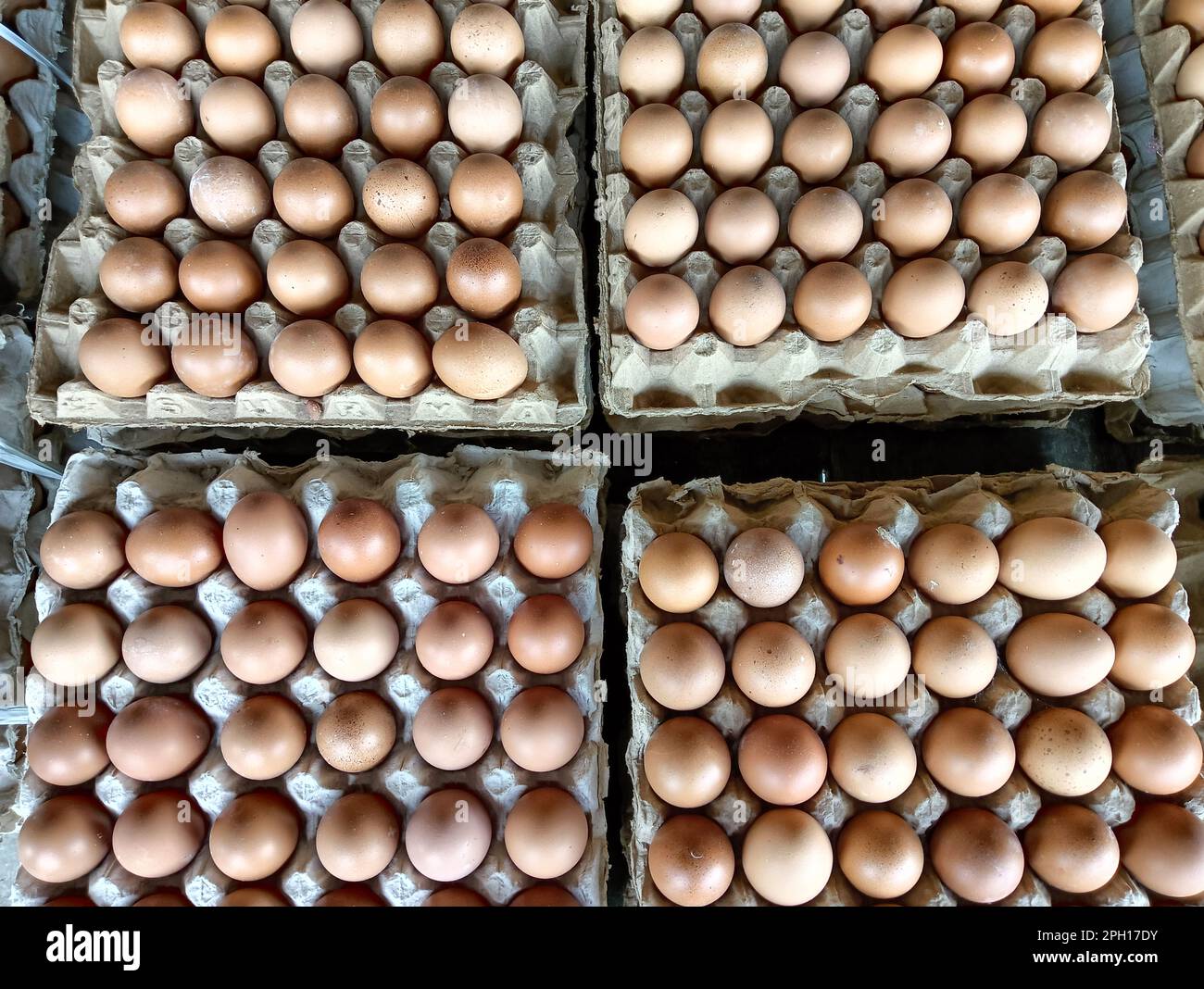 Full fresh egg paper tray from chicken farm in preserved package for ...