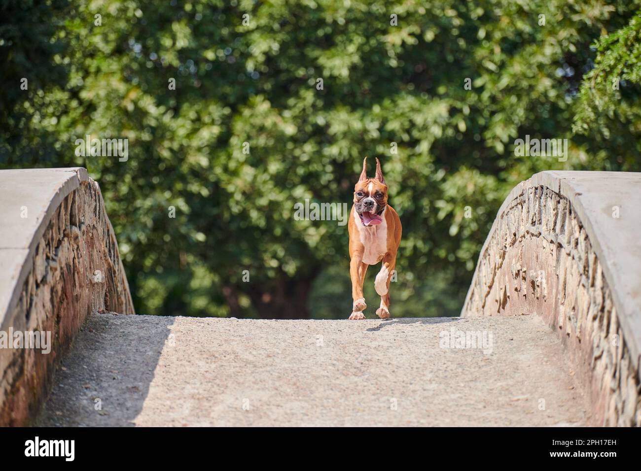 Boxer dog running to owner on outdoor park bridge, walking with adult ...