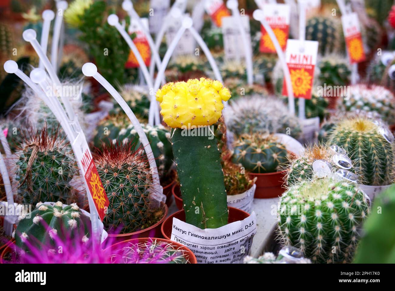 Colorful grafted cactus in a plant store Stock Photo - Alamy