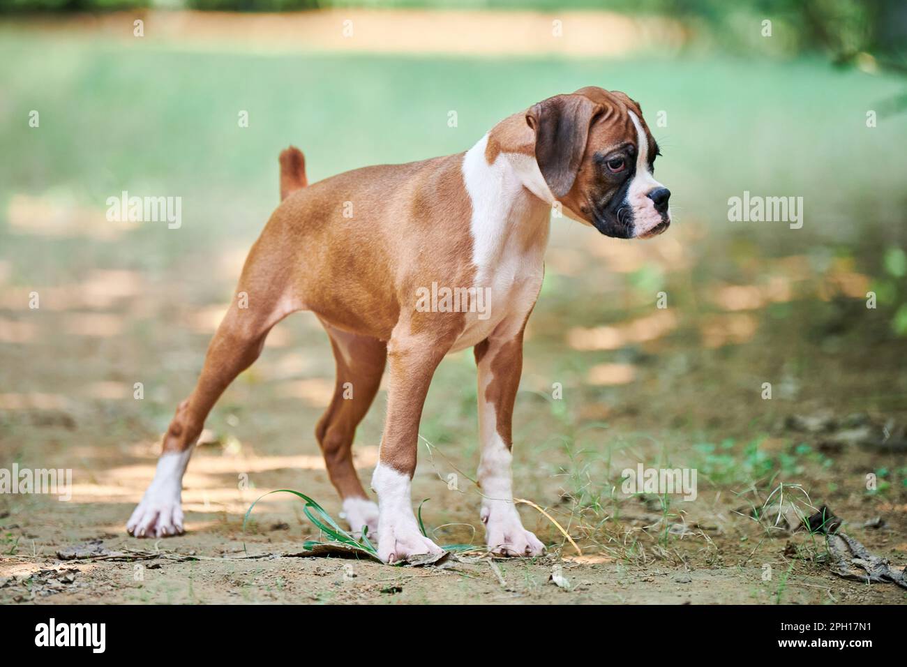 Boxer dog puppy full height portrait at outdoor park walking, green ...