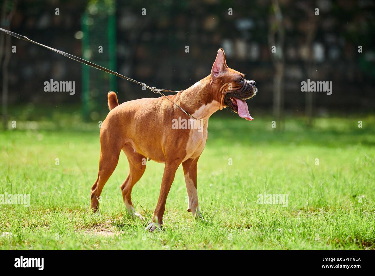 Adult boxer dog on leash walking on green grass summer lawn, funny ...