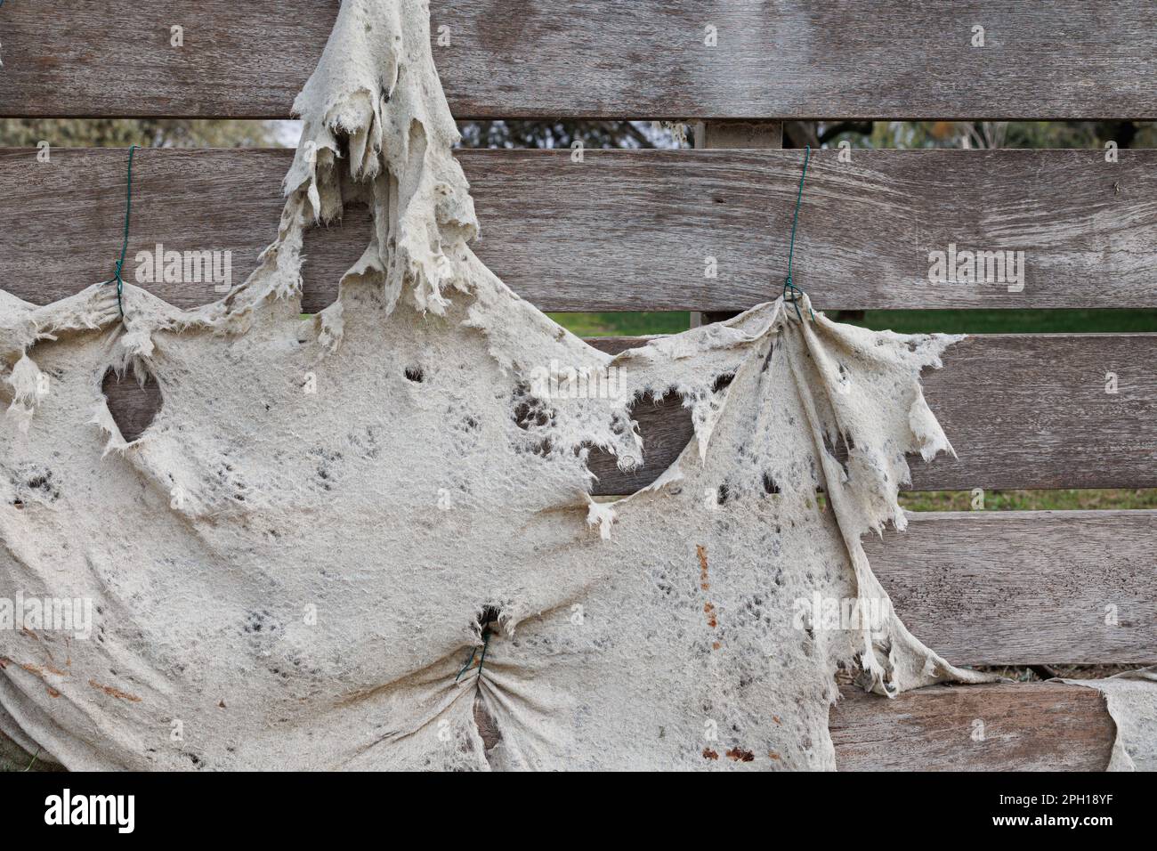 Worn, Dirty, Torn and Holed White Fabric Hanging from a Wooden Fence ...