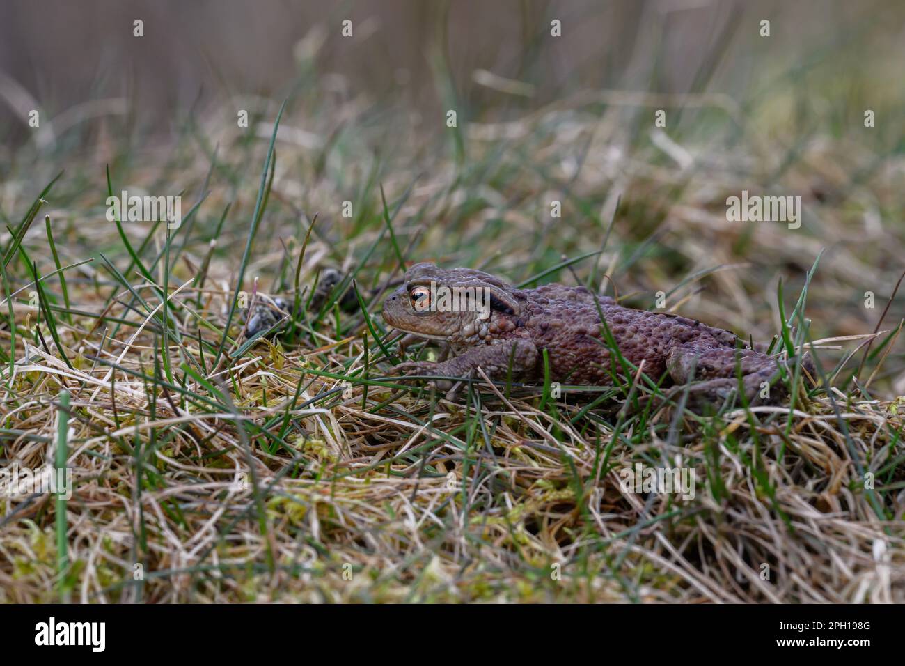 Toad common (Bufo bufo), Dumfries, SW Scotland Stock Photo - Alamy