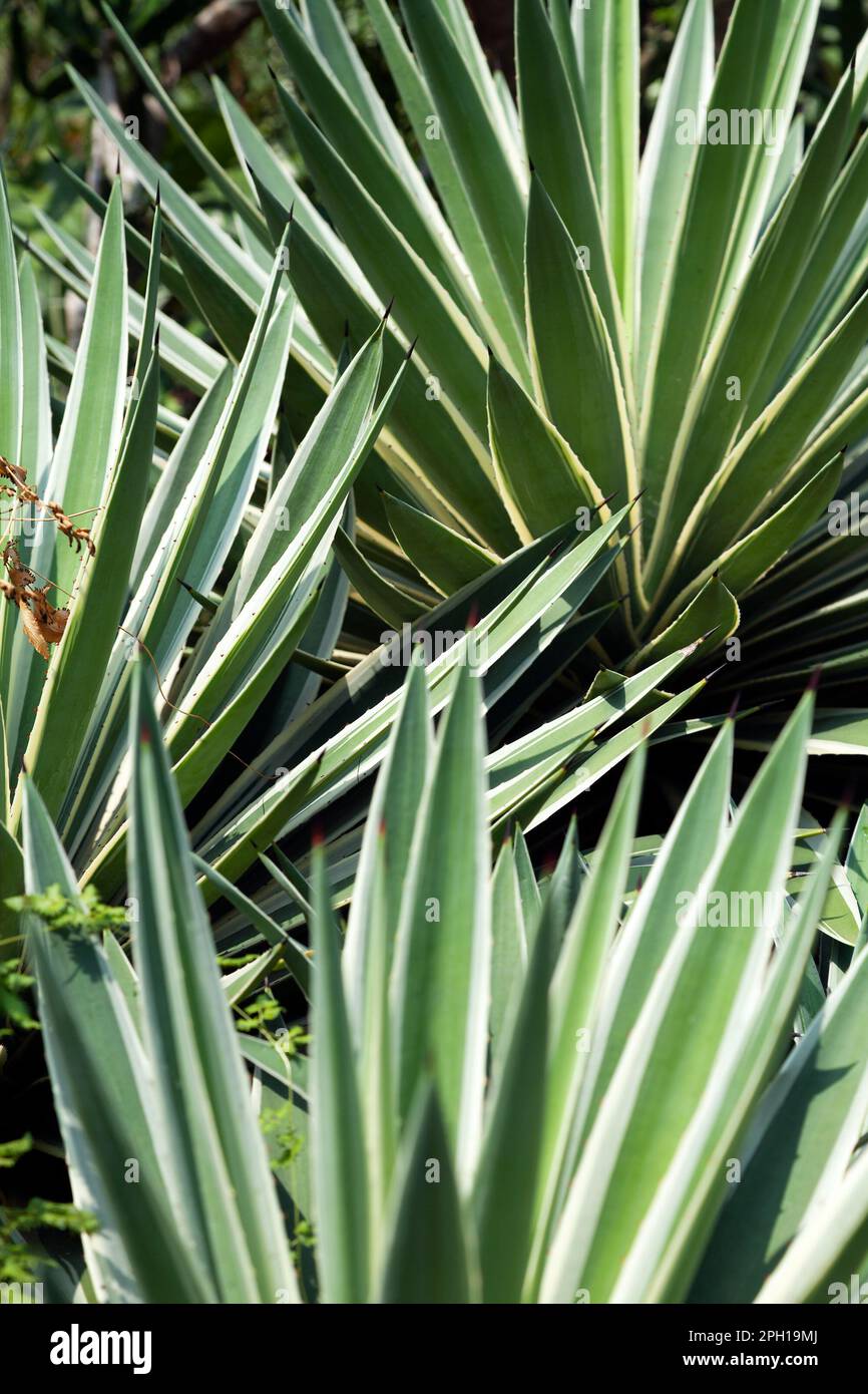 Several agave angustifolia marginata plants in a botanical garden ...